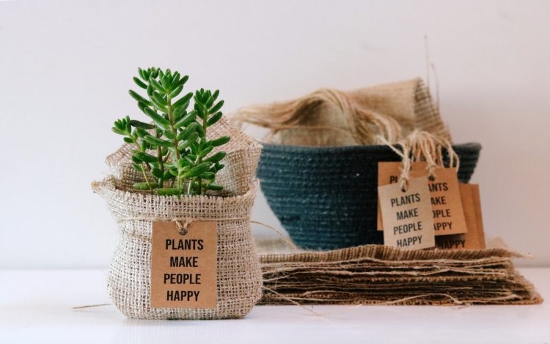Plants as Gifts: Heartfelt Green Offerings for Various Reasons | Wotpost